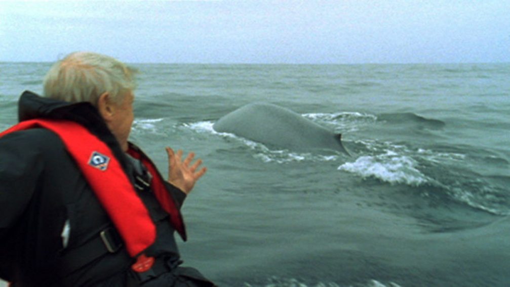 BBC One - The Life of Mammals, Return to the Water, Inside the blue whale