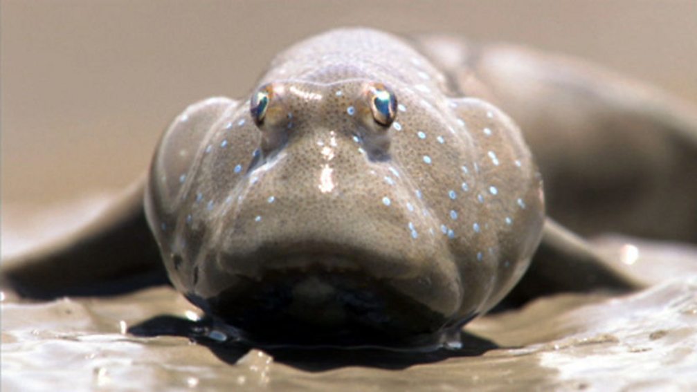 BBC One - Life, Fish, Climbing fish