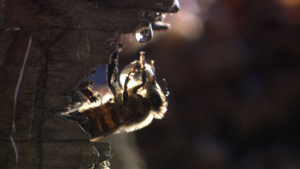 BBC One - Life, Insects