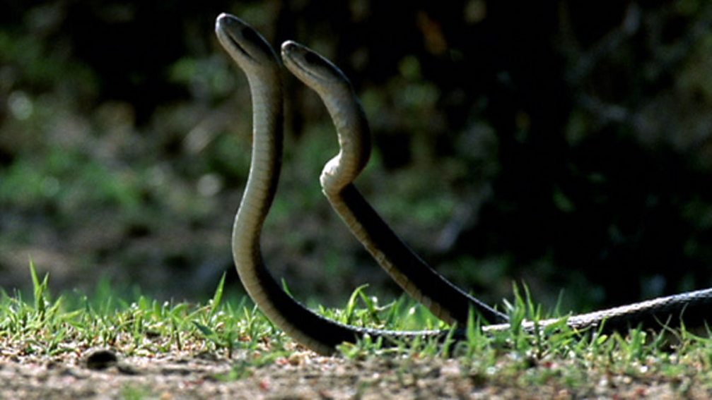 BBC Two - Natural World, 2009-2010, Black Mamba, White Witch, Skin shedding