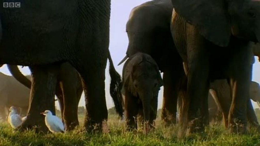 BBC Two - Natural World, 2009-2010, Bringing Up Baby, Ostrich fostering
