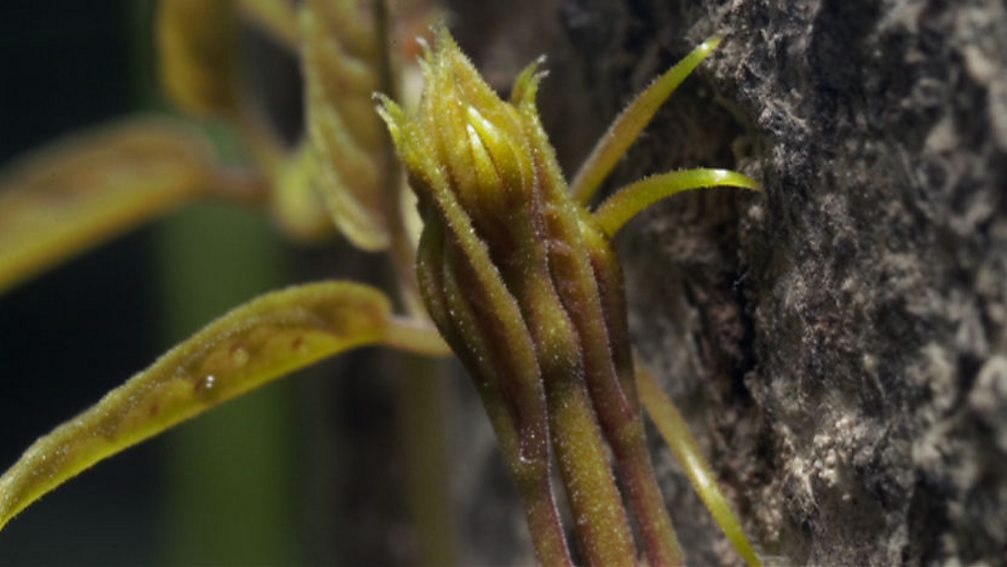 BBC One - Life, Plants, Climbing plants