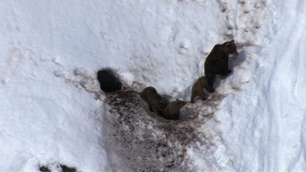 BBC One - Nature's Great Events, The Great Melt, Narwhal - The Arctic ...