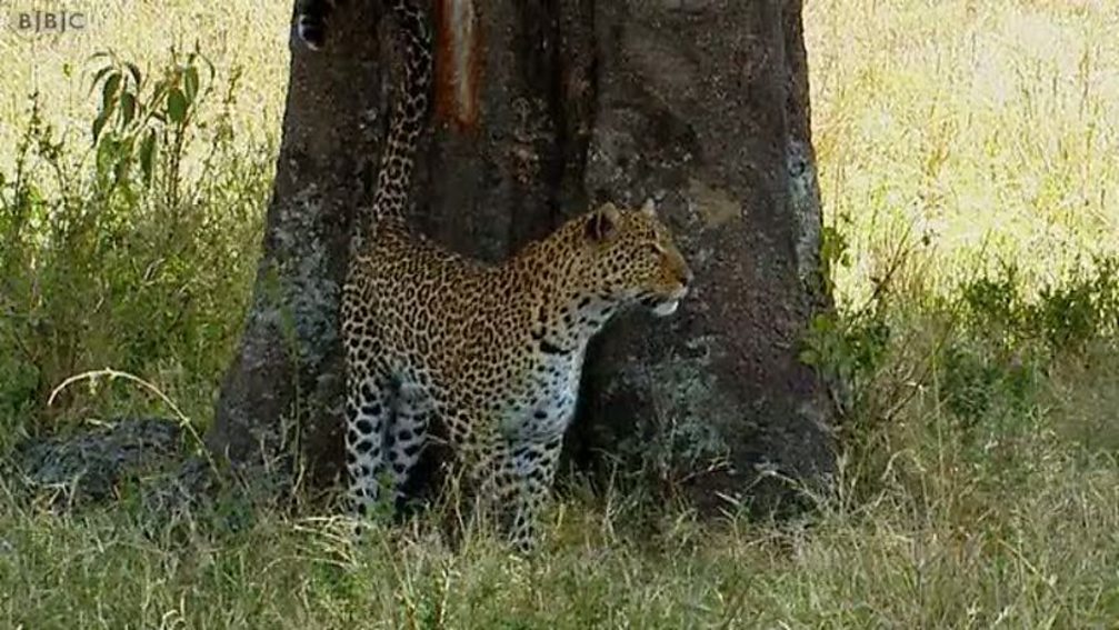 BBC Two - Natural World, 2009-2010, The Secret Leopards, Perfect predator