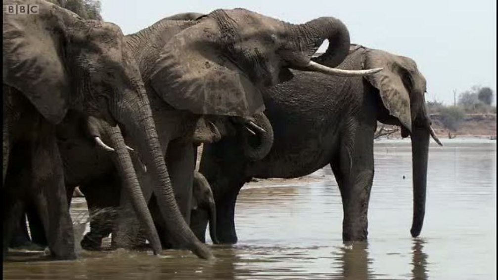 BBC Two - The Great Rift: Africa's Wild Heart, Water, Ocean giants