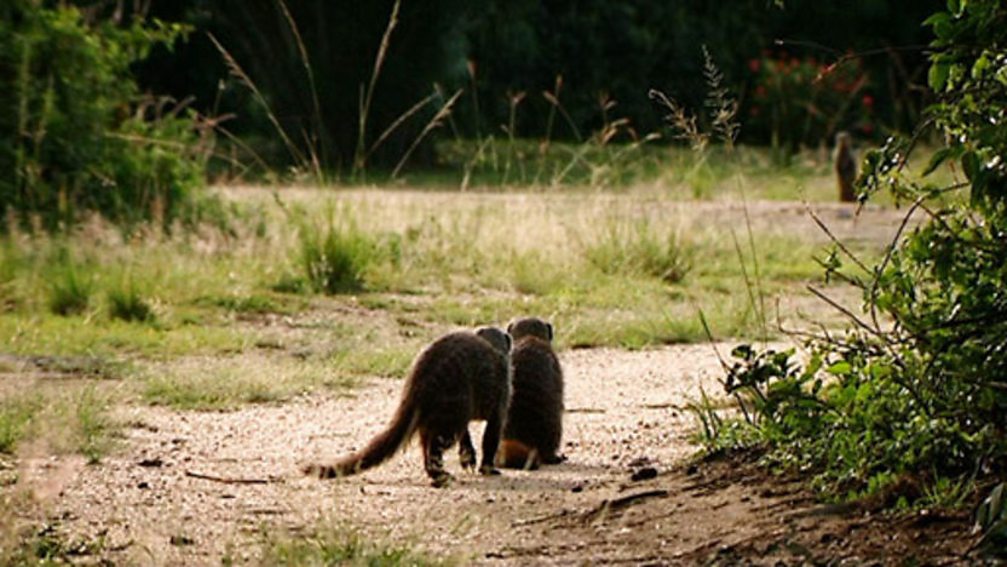 BBC Two - Banded Brothers, Episode 1, Mongoose spa