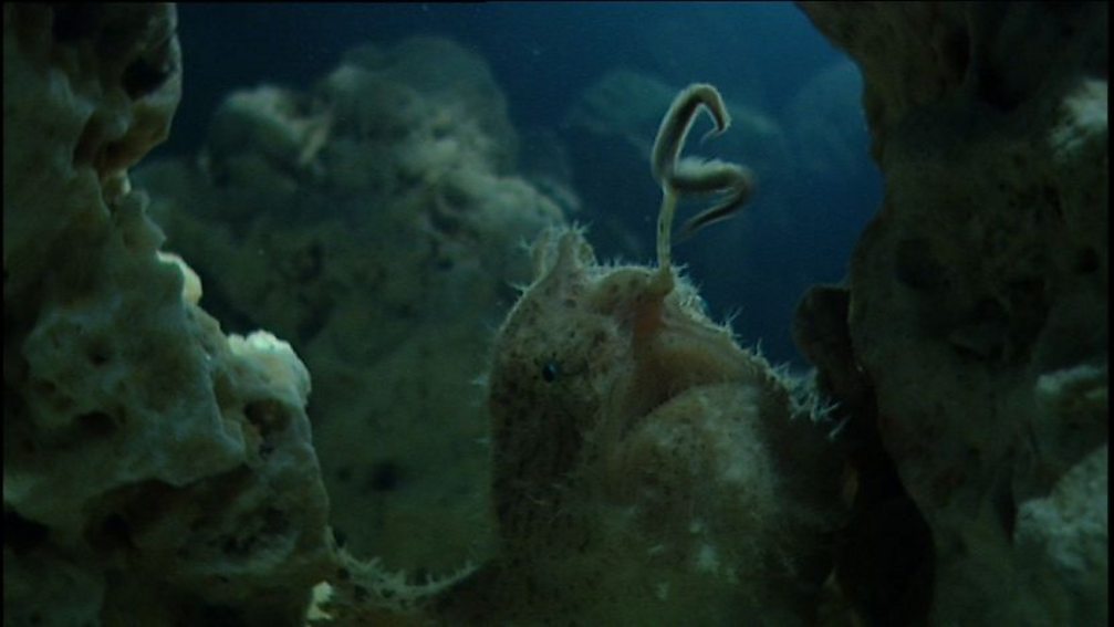 BBC One - Journey of Life, SEAS OF LIFE, Smart squid