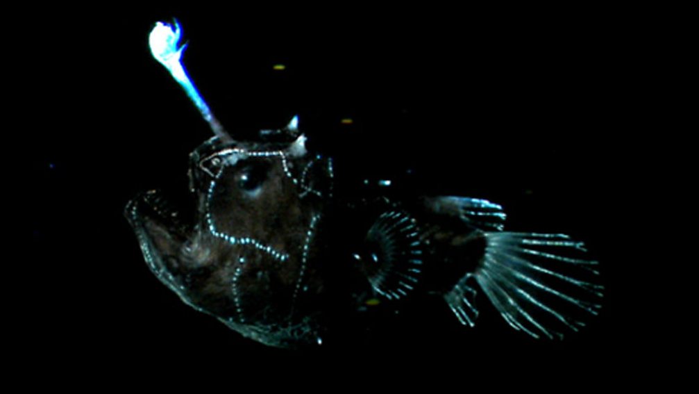 BBC One - The Blue Planet, The Deep, Light lures
