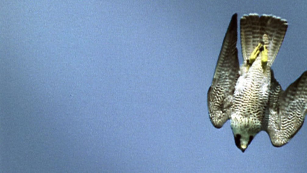 BBC One - Inside the Perfect Predator