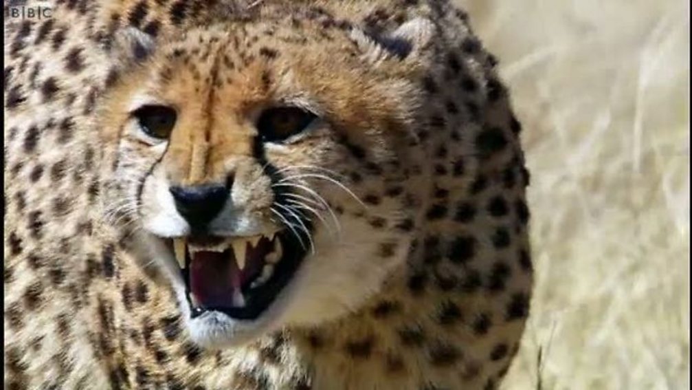 BBC One - Inside the Perfect Predator