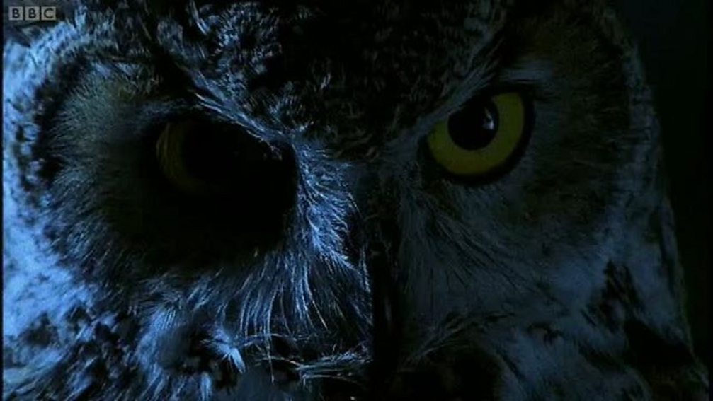 BBC Four - Weird Nature, Devious Defences, Snake in the grass