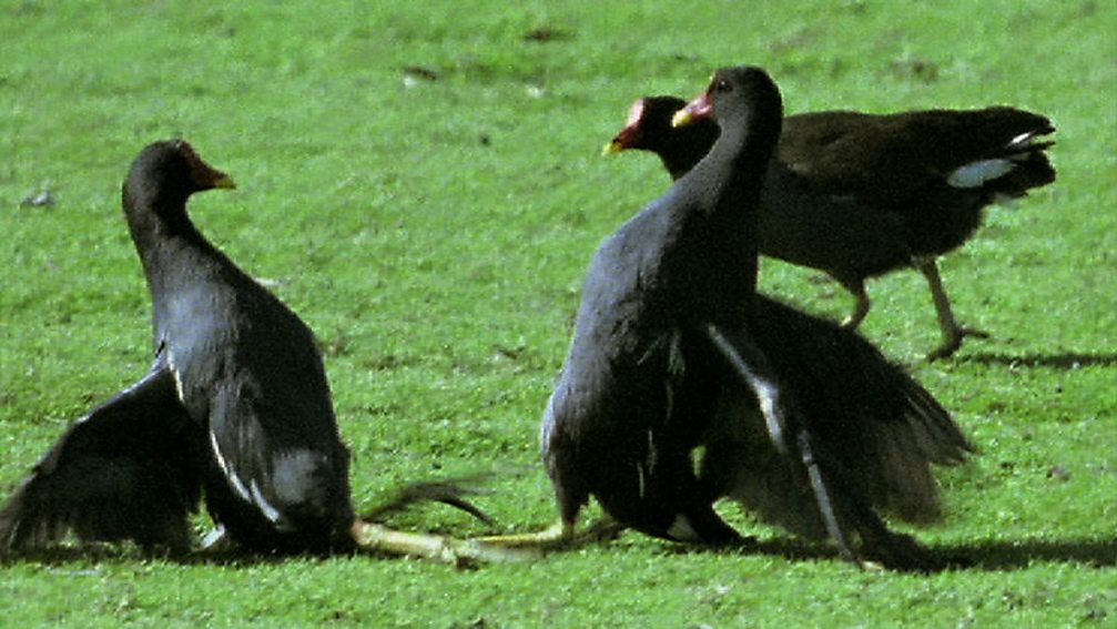 BBC Four - The Life of Birds, Signals and Songs, Sophisticated songsters