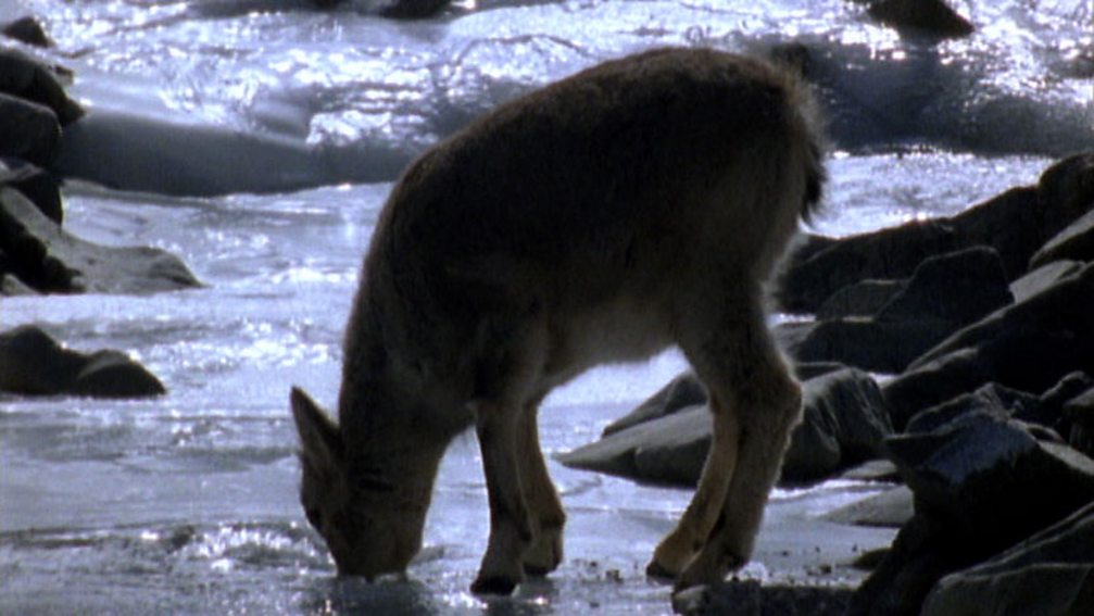 BBC Two - Land of the Tiger