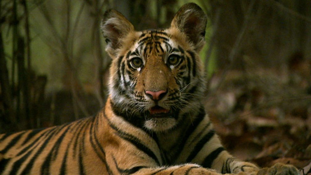 BBC One - Lost Land of the Tiger, Episode 2, Nowhere to go