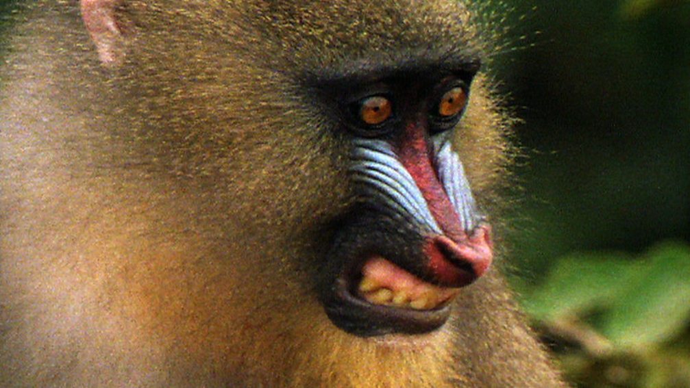 BBC One - Walking with Beasts, The Science of Walking with Beasts, The ...