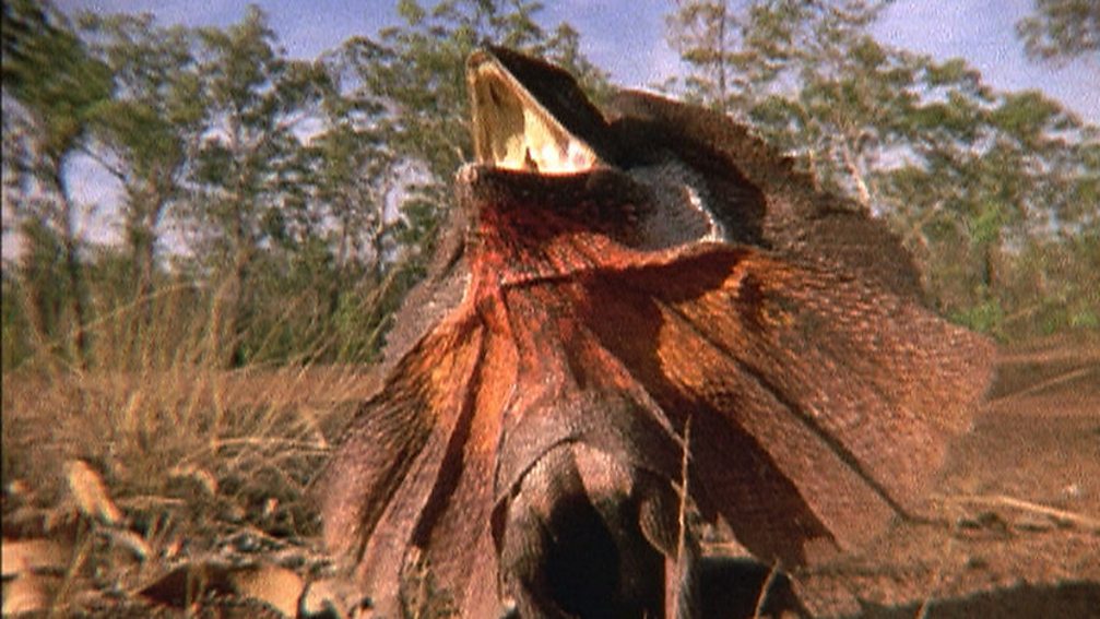 BBC Four - The Life of Birds, To Fly or Not to Fly?, Getting airborne