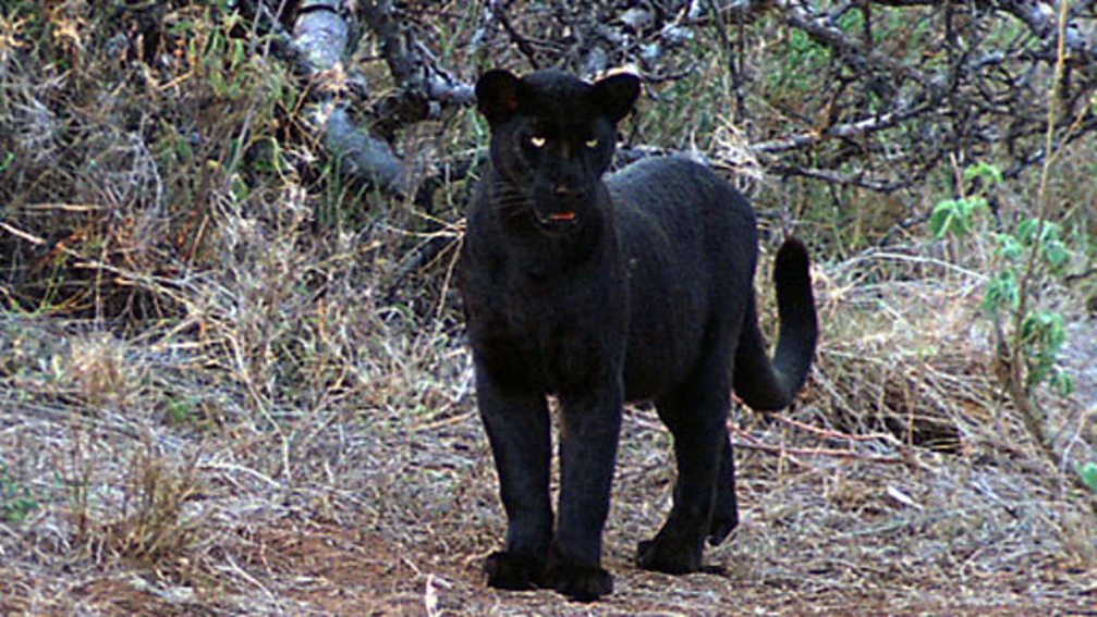 BBC Two - Wild Africa, Mountains, Black leopard
