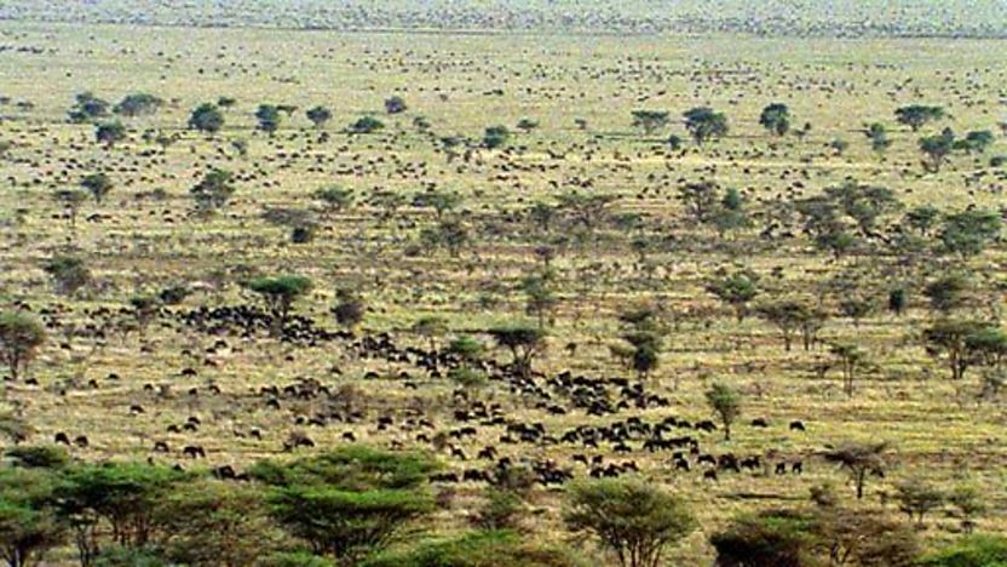 BBC Two - Wild Africa, Savannah, Savanna survival