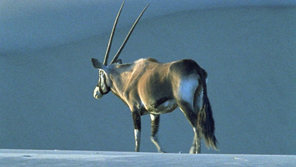 BBC Two - Wild Africa, Savannah, Savannah life