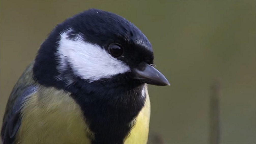 BBC Two - Autumnwatch, 2010, Episode 6, Feed the birds