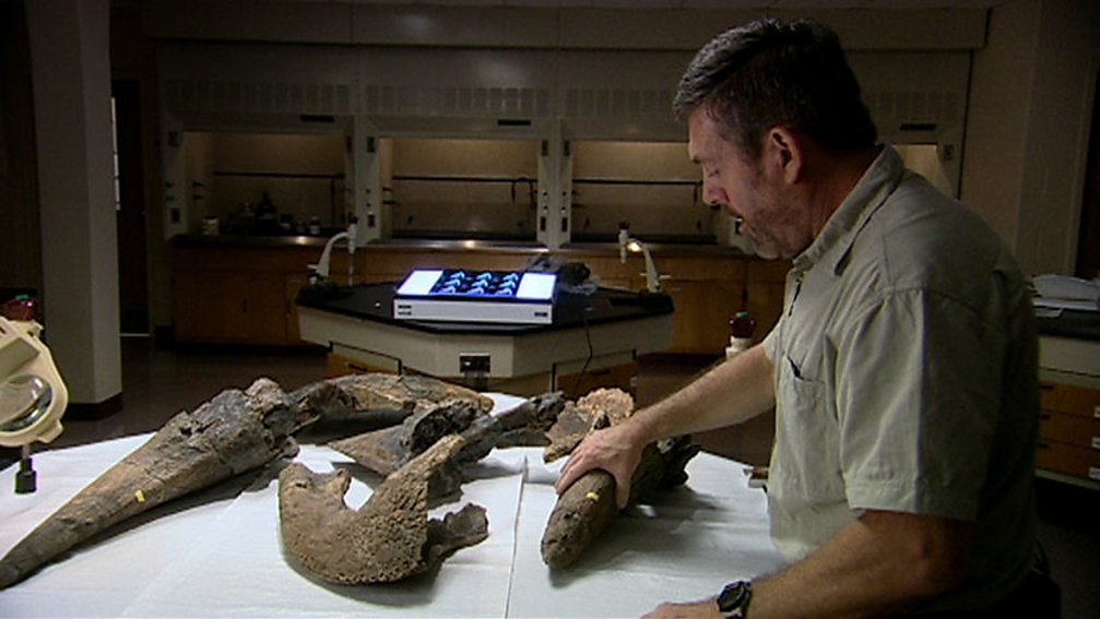 BBC One - The Truth About Killer Dinosaurs, Episode 1, How fast was T-rex?