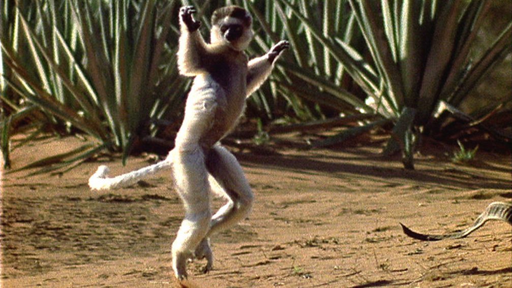 BBC One - The Life of Mammals, Life in the Trees, Lemur locomotion