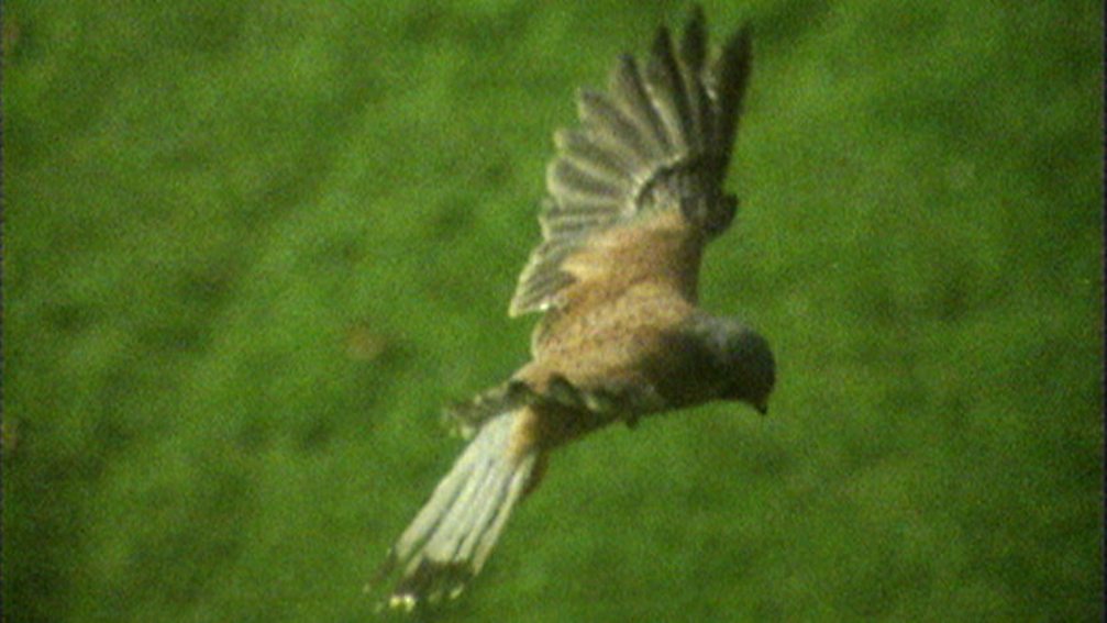 BBC Two - The Living Planet, The Sky Above, Air control