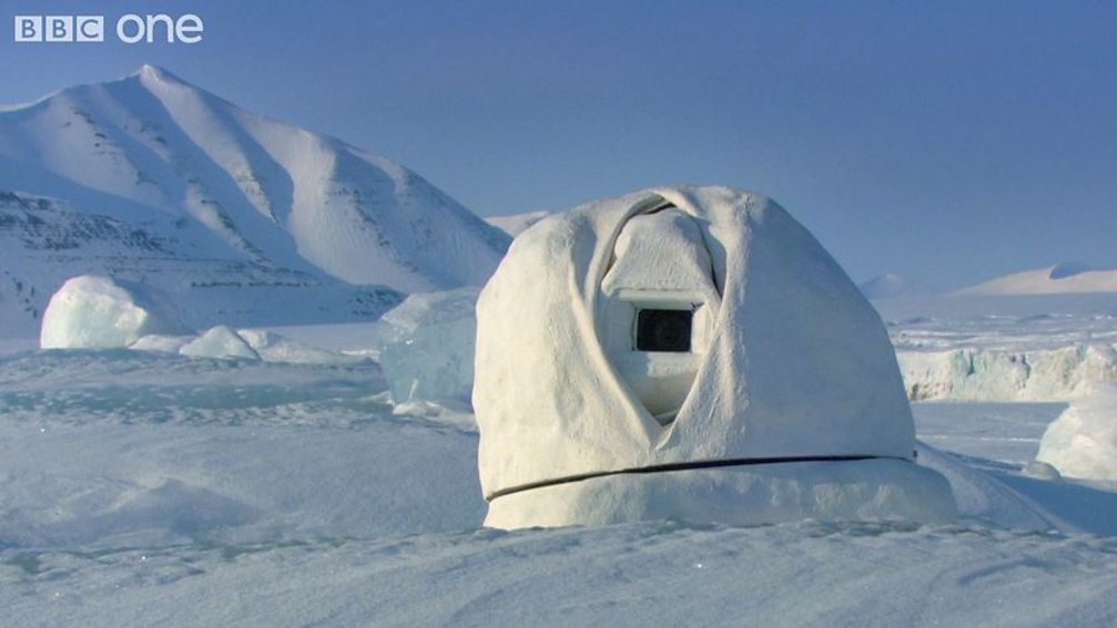 BBC One - Polar Bear: Spy on the Ice