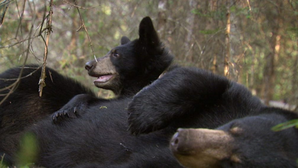 BBC Two - The Bear Family and Me