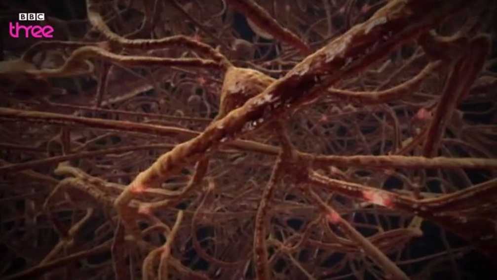 BBC Three - How Drugs Work, Cocaine, How Does Cocaine Affect The Brain?