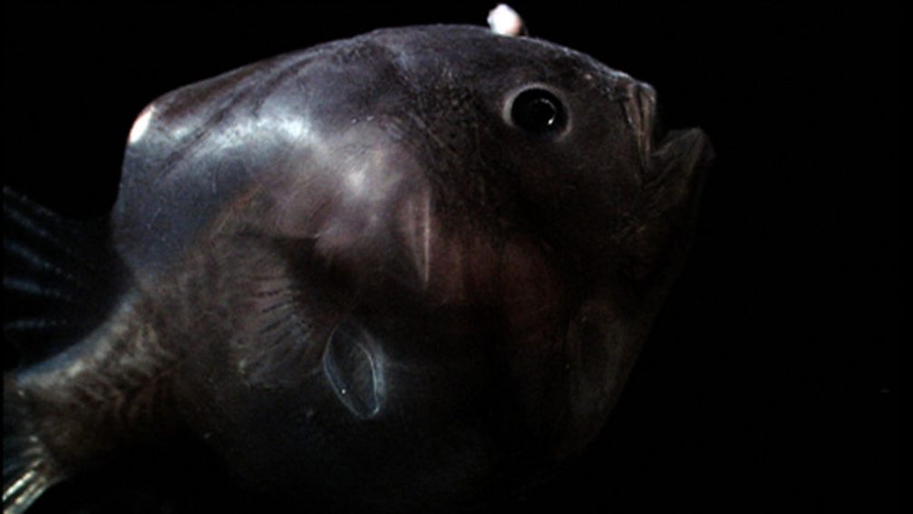 BBC One - The Blue Planet, The Deep