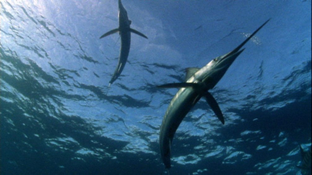 BBC One - The Blue Planet, Open Ocean, Let's twist again