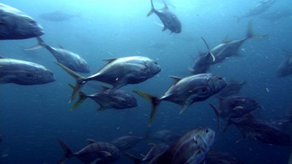 BBC One - The Blue Planet, Open Ocean