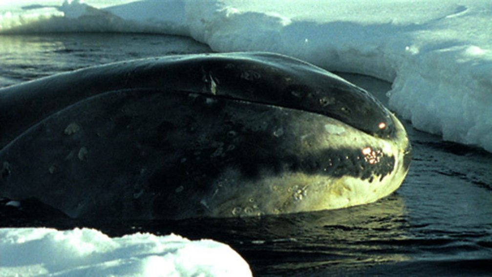 BBC One - The Blue Planet, Frozen Seas