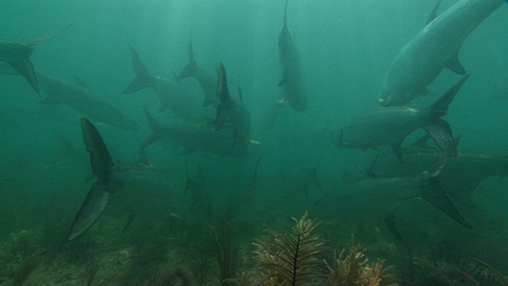BBC One - The Blue Planet, Tidal Seas, Surfing snails