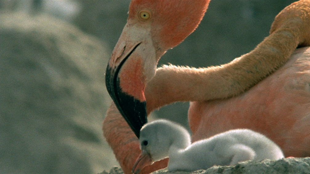 BBC One - The Blue Planet, Tidal Seas, Mangrove predators