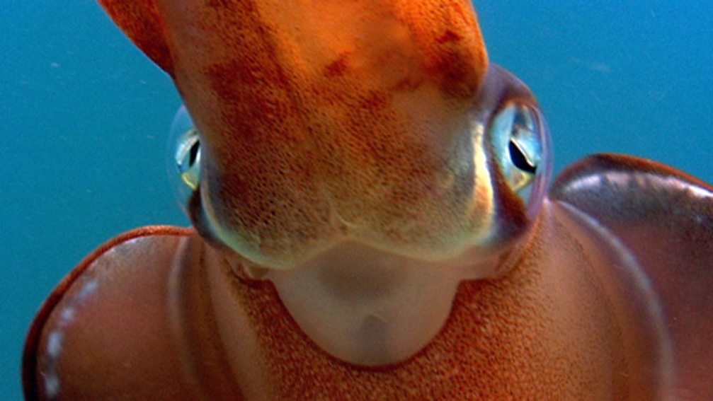 BBC One - The Blue Planet, Seasonal Seas, Small beginnings