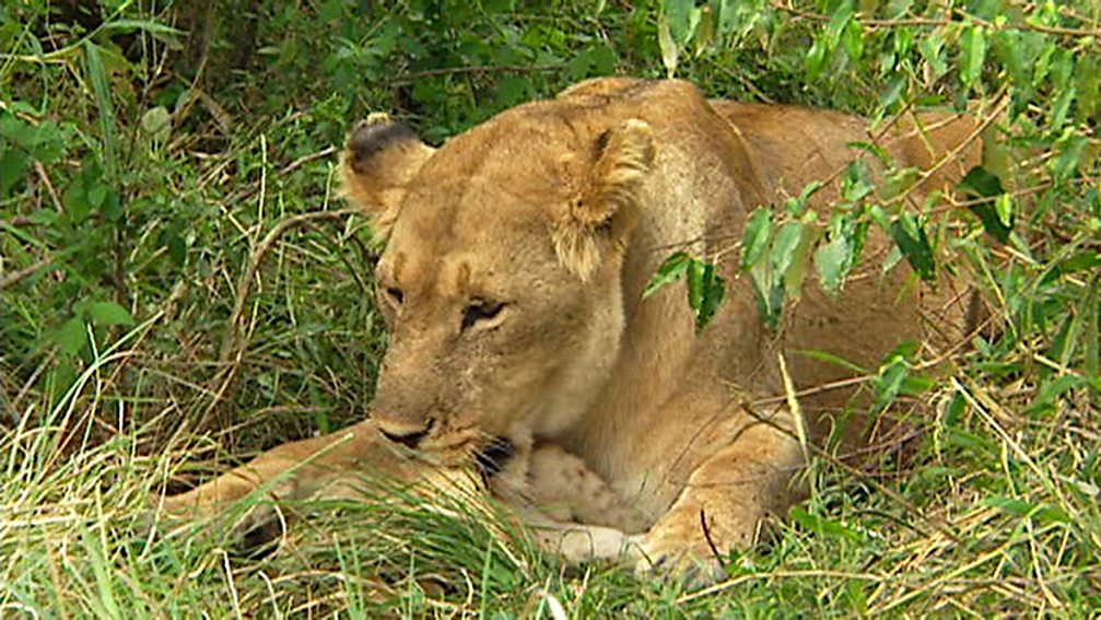 BBC One - Big Cat Diary