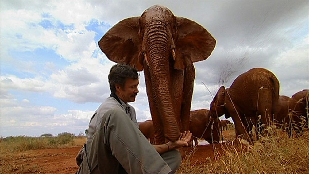 BBC Two - Elephant Diaries