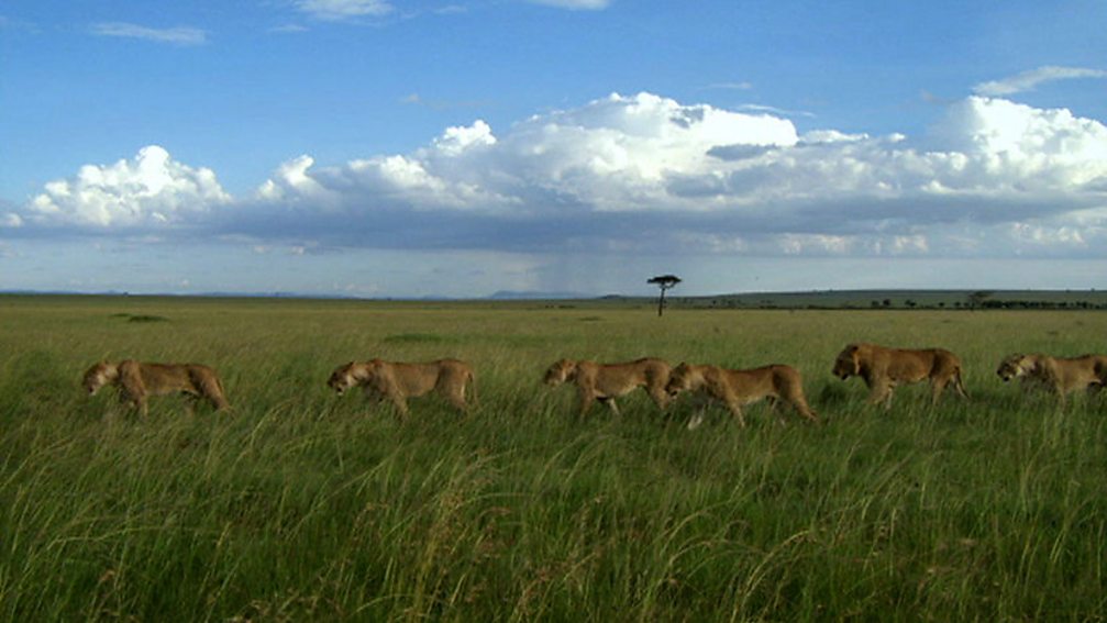 BBC Two - The Truth about Lions, The Social Cat, Lion infanticide