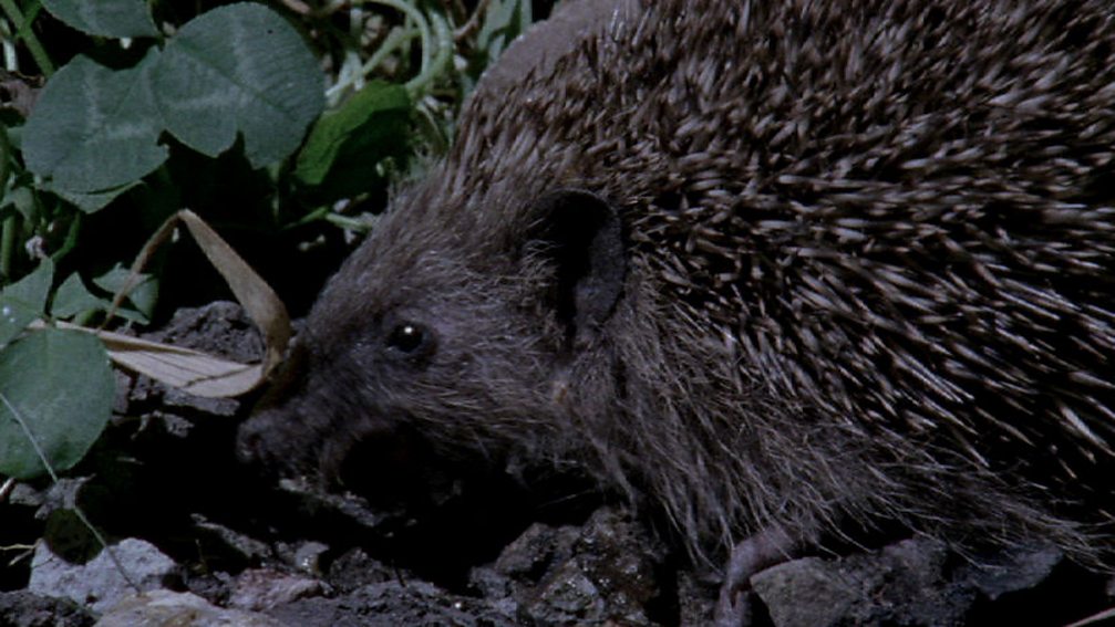 BBC Two - The Animal's Guide to Britain, Woodland Animals, Testing to ...