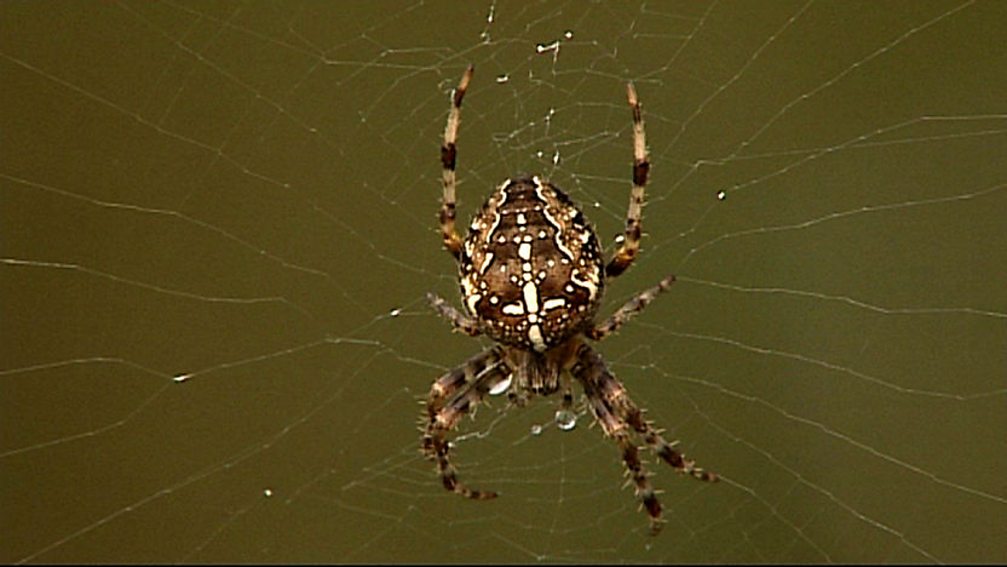 BBC Two - Nature's Top 40, Episode 5, Master spinner spiders