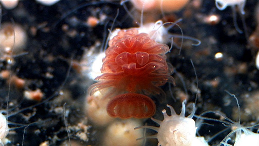 BBC One - The Blue Planet, Seasonal Seas