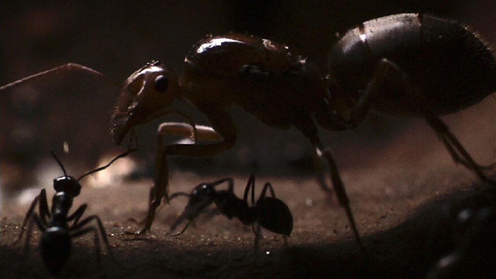 BBC Two - Natural World, 2011-2012, Empire of the Desert Ants, Beetle ...