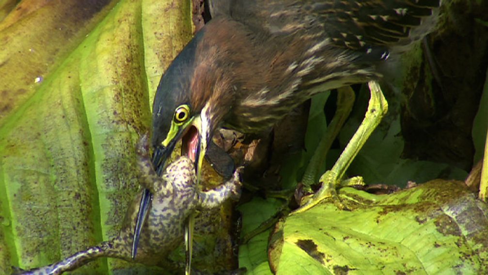 BBC Two - Natural World, 2011-2012, Heligan: Secrets of the Lost Garden ...