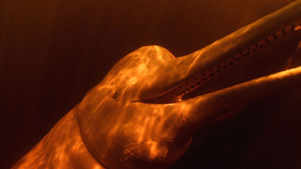 BBC One - Ocean Giants