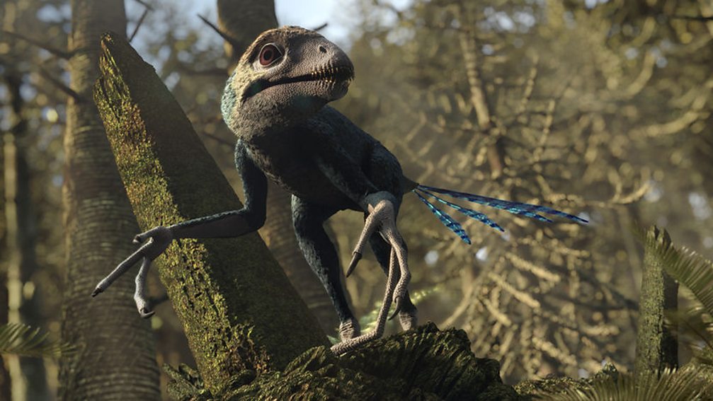 Bbc One Planet Dinosaur Original Series Feathered Dragons Microraptor