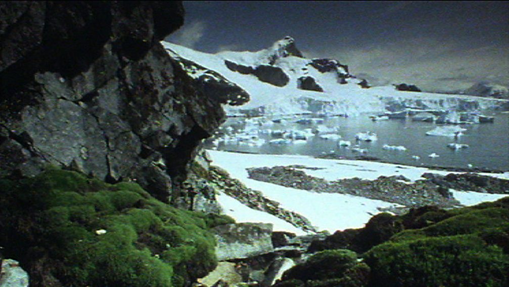 BBC Two - Life in the Freezer