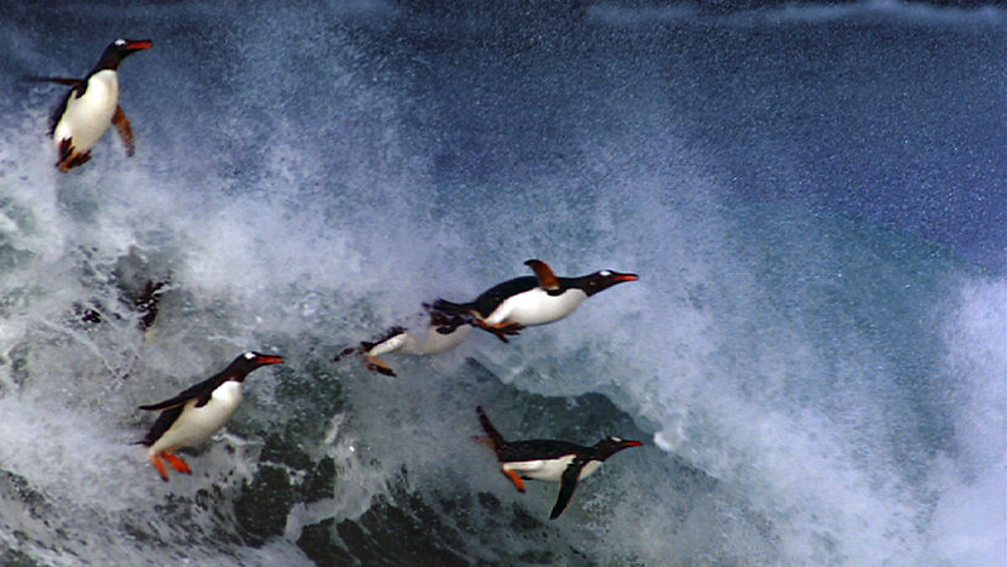 BBC One - Frozen Planet, To the Ends of the Earth, Flying penguins