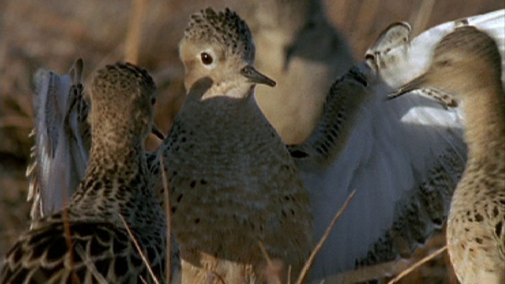 BBC Four - The Life of Birds, Finding Partners